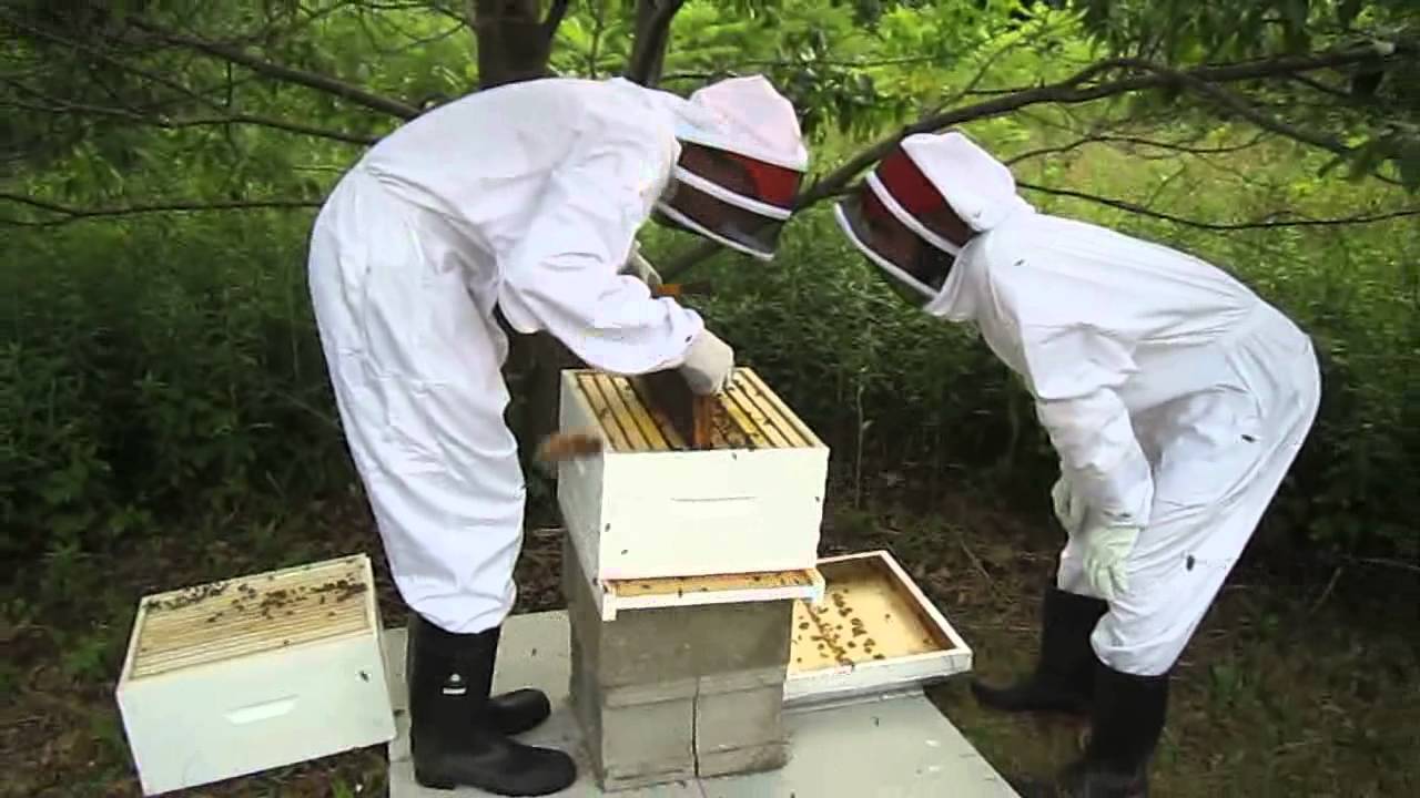 Beehive opening - YouTube