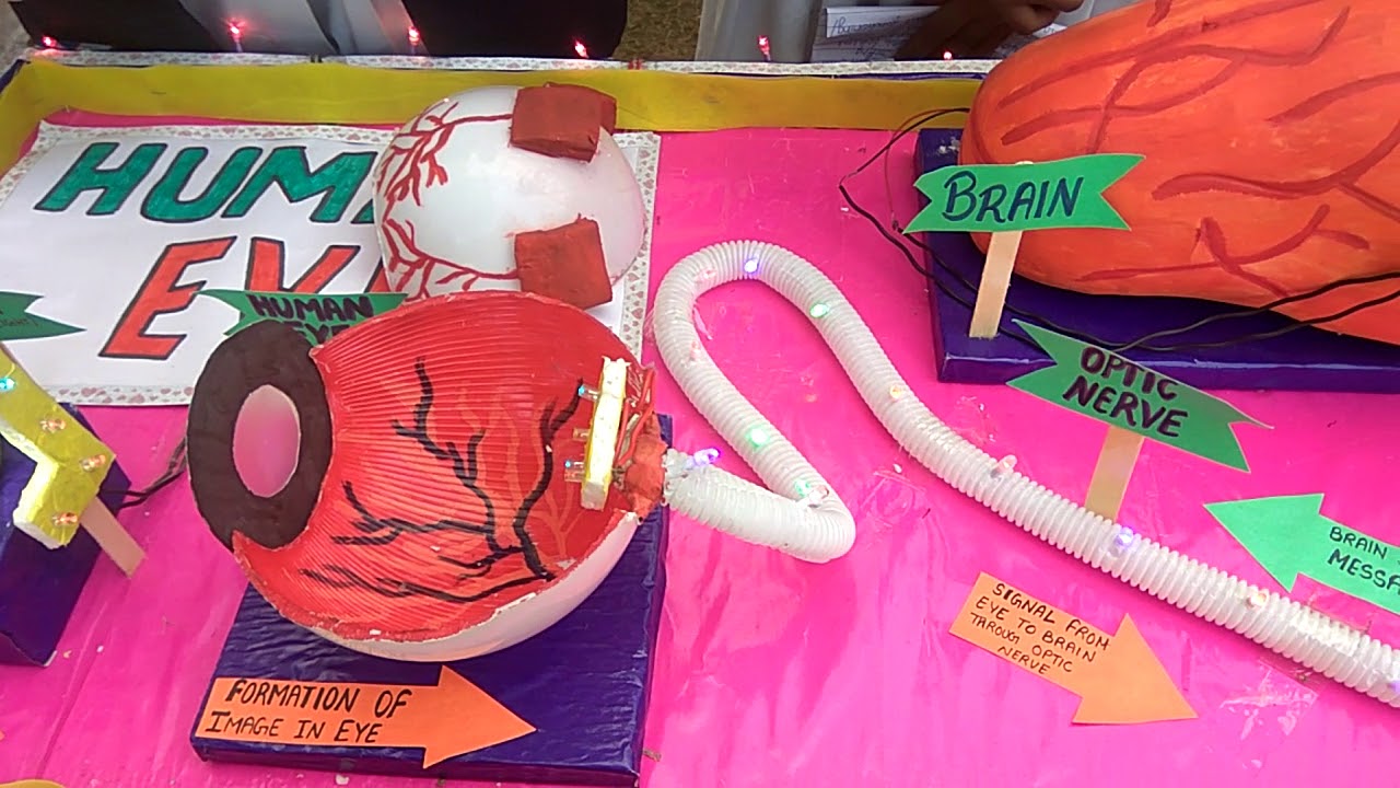 Human Eye Project(HSPS Rewari) - YouTube