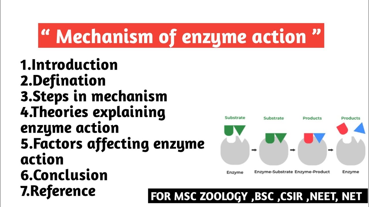 Mechanism of enzyme action | Steps | Theories explaining enzyme action ...