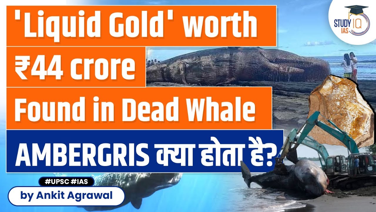 Liquid Gold Worth Rs 44 Crore Found in Dead Whale Ambergris | Gold ...