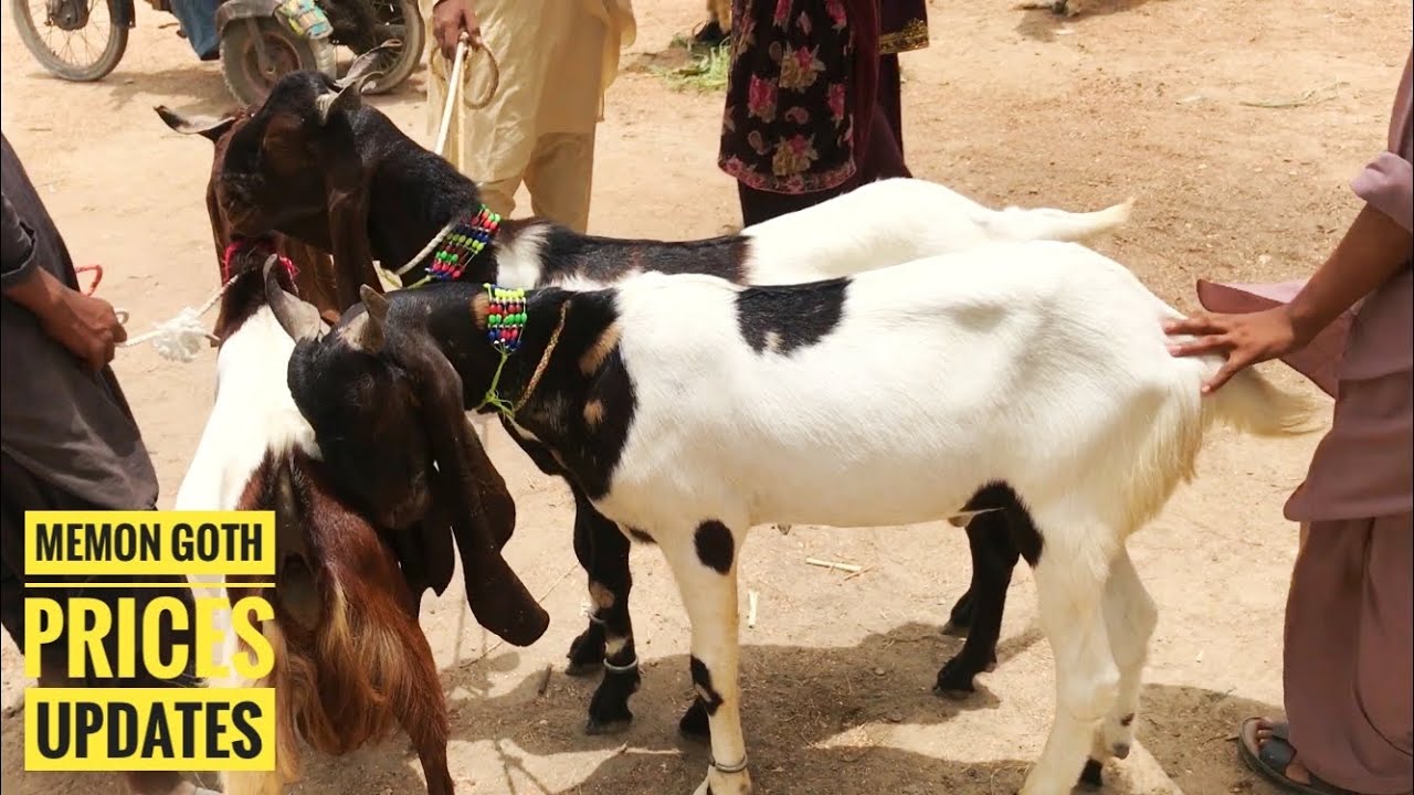 Memon Goth Bakra Mandi 2021 | Malir Bakra Mandi 2021 | Nagra Farm ...