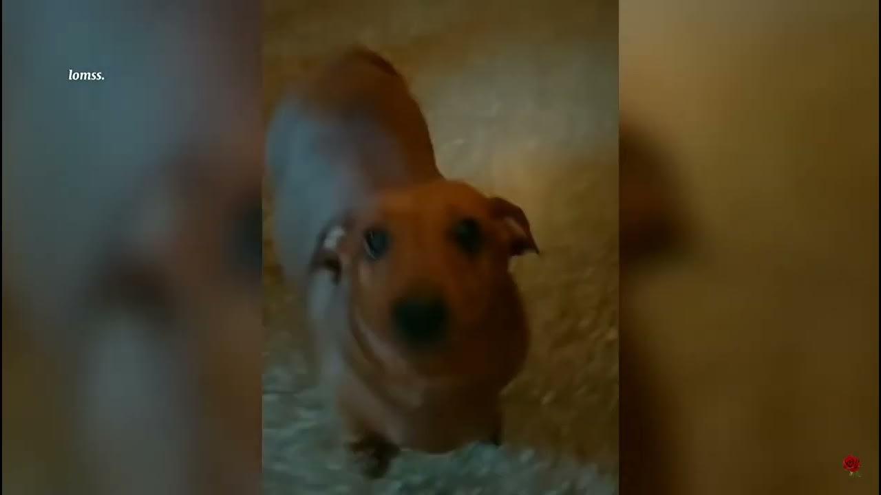 canción del perro salchicha gordo bachicha ️ ️ ️ - YouTube