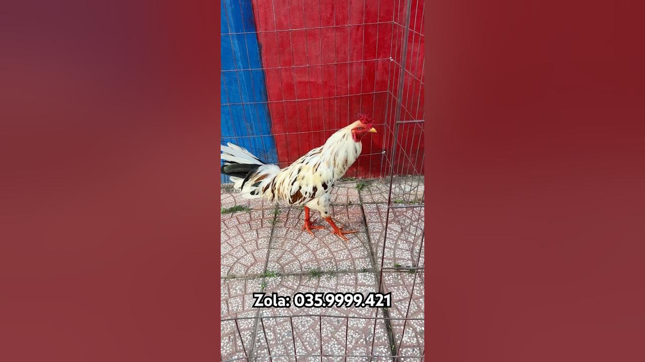 26/2,Bướm Dâu 3kg2 #trending #xuhuong - YouTube