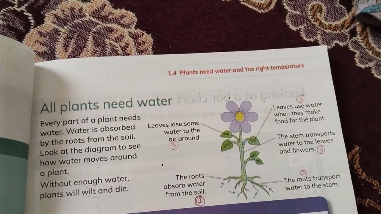 Grade-3,Unit#1 Plants are living things(Plants need water 💦 and ...