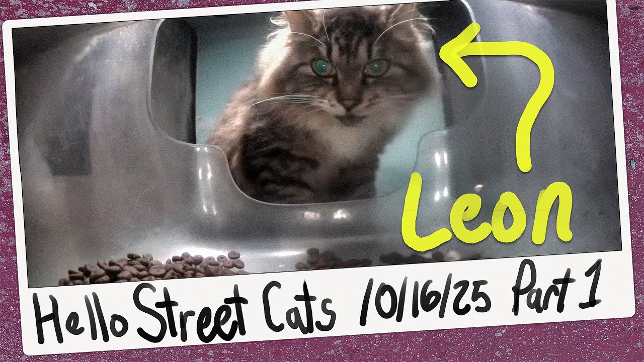 We Captured Leon's Deep Stare Into the Feeder Camera! 😺💞 Hello Street ...