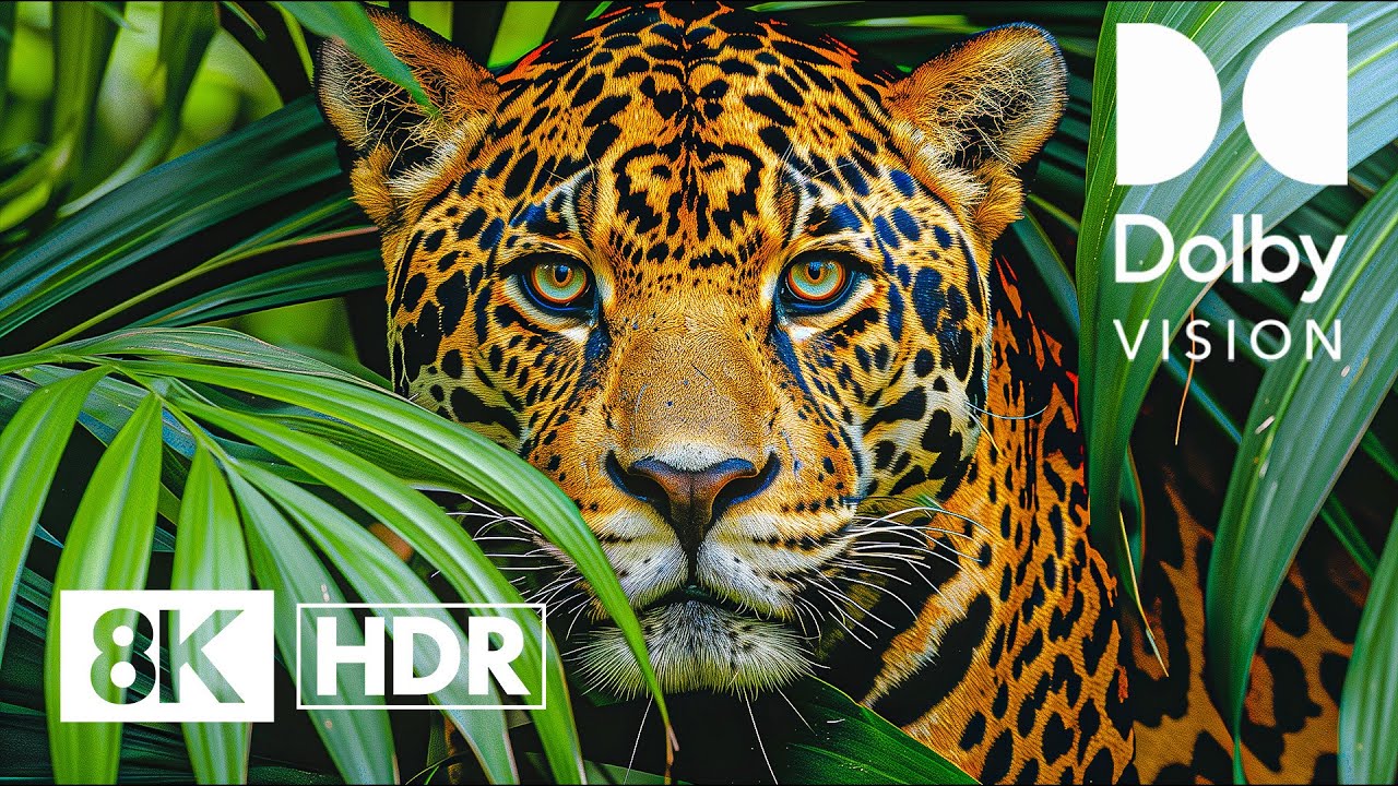 ANIMAL KINGDOM: Stunning DOLBY VISION™ HDR 8K - YouTube