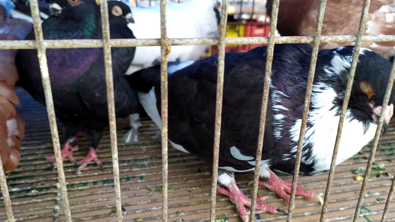 POMBO GIGANTE NÁ FEIRA DE CARUARÚ EM PERNAMBUCO E RECIFE - YouTube