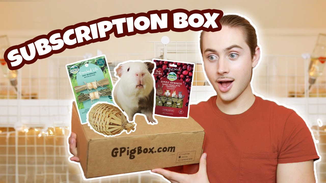 REVIEWING A GUINEA PIG SUBSCRIPTION BOX | GPIGBOX - YouTube