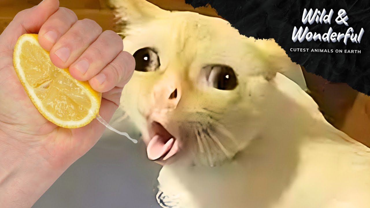 Animals vs. Lemons: Hilarious Reactions and Adorable Moments! - YouTube