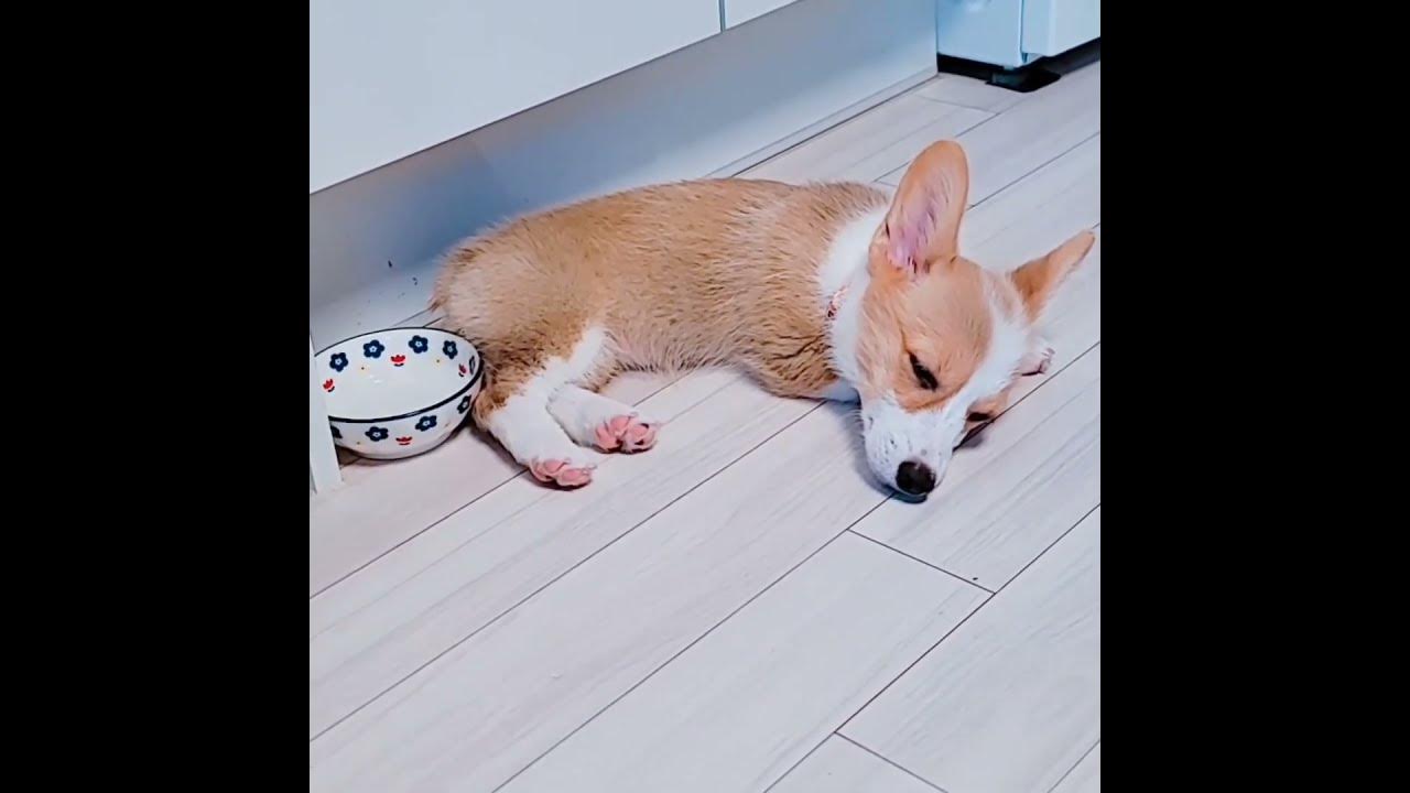 아기 웰시 굶어 죽네~~ 웰시코기 강아지일상 Youtube