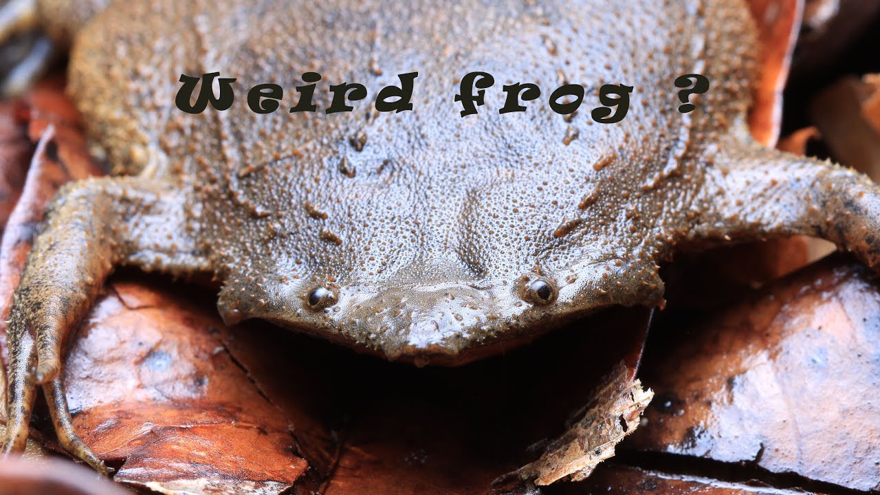 Weird frog ? - YouTube