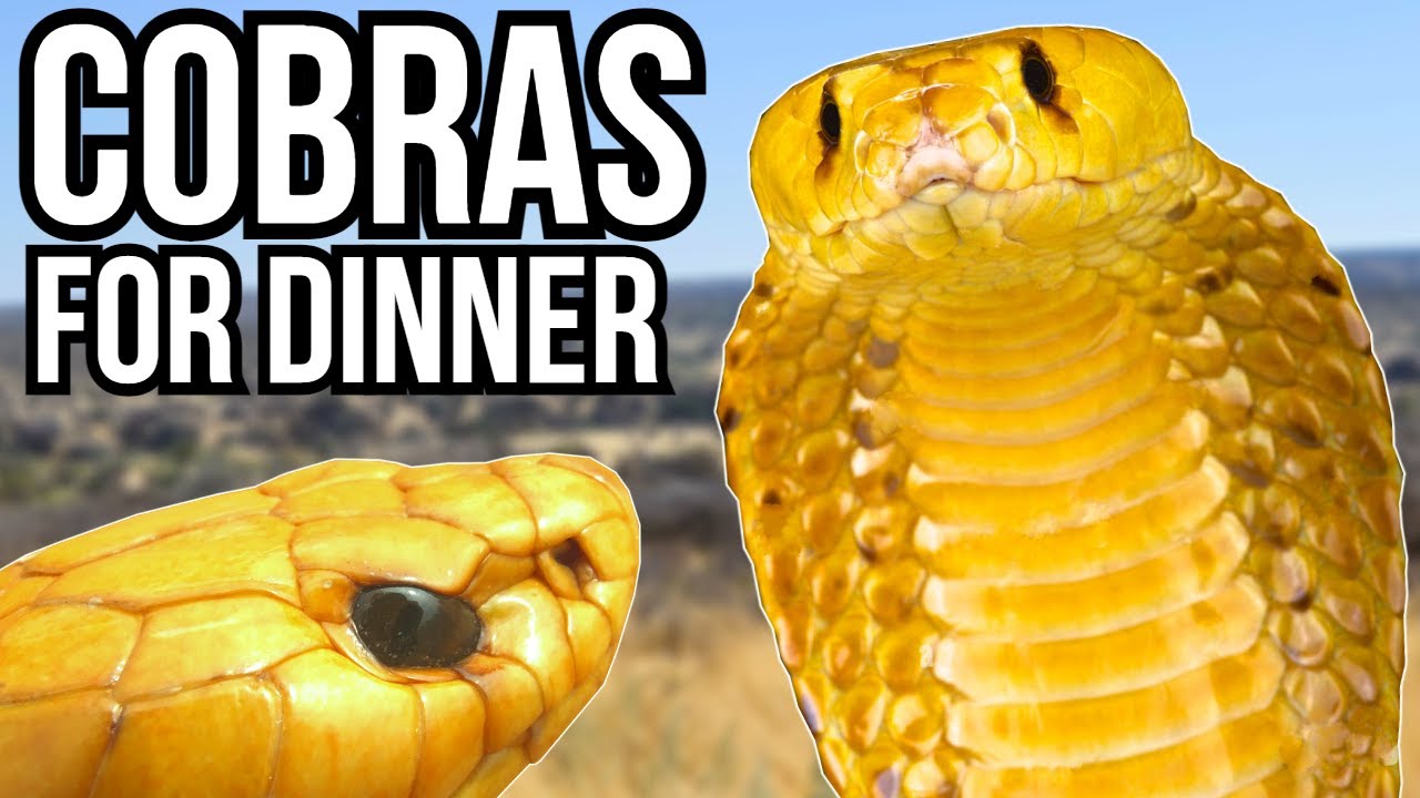 5 Strange Examples Of Animal Cannibalism - YouTube