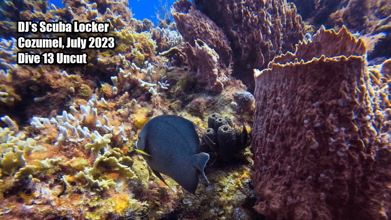 DJ's Scuba Locker Inc. Cozumel July 2023 Dive 13 Uncut - YouTube