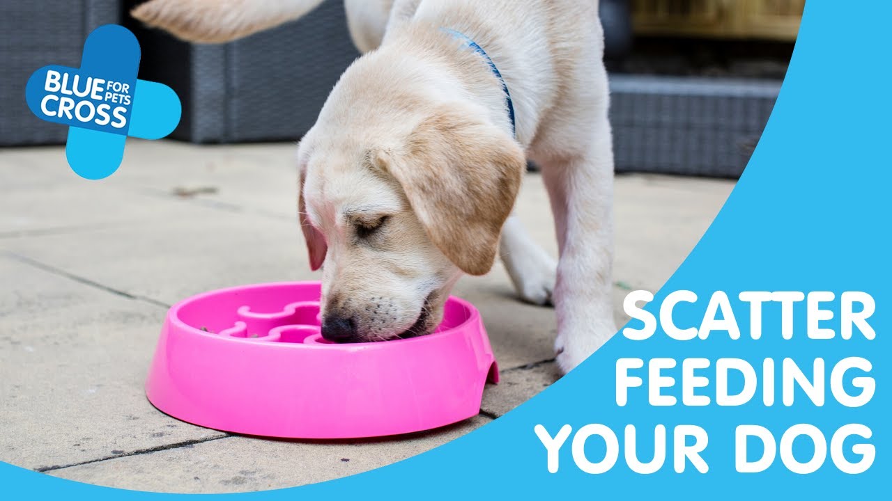 Scatter Feeding Your Dog | Coronavirus | Blue Cross - YouTube