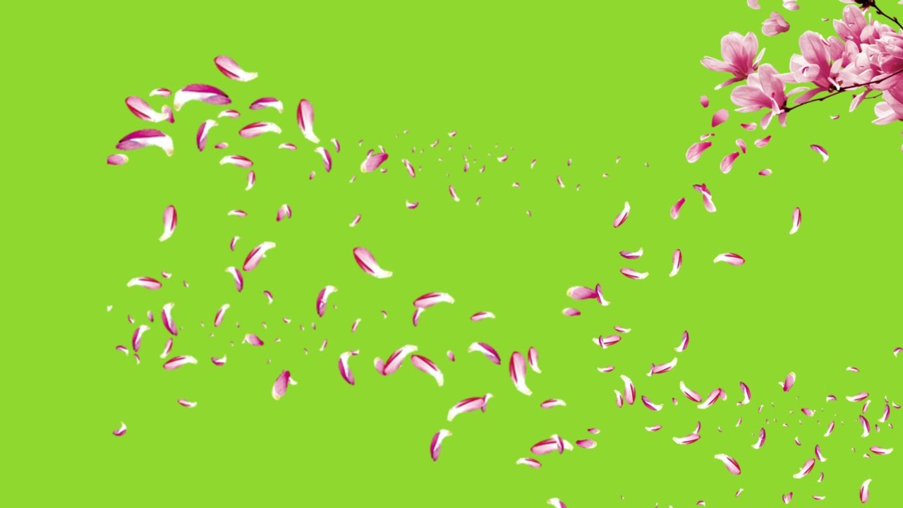 Cherry Petal Green Screen Effect | Flowers Petal Green Screen Effect|No ...