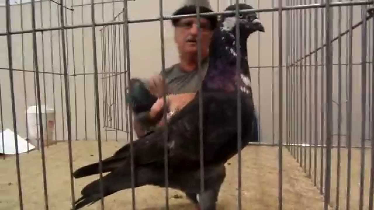Lake Land Pigeon Show Best Tippler 2014 - YouTube