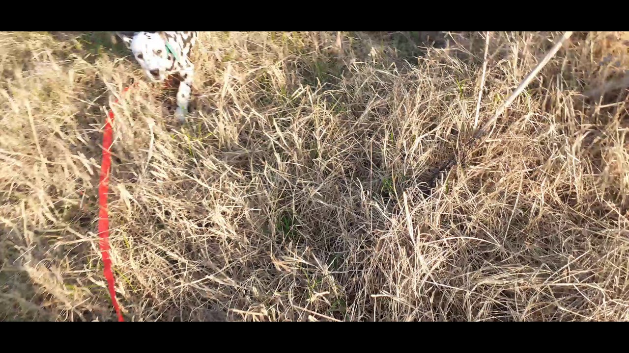 Maya (Dálmata) atacando, ferozmente. - YouTube