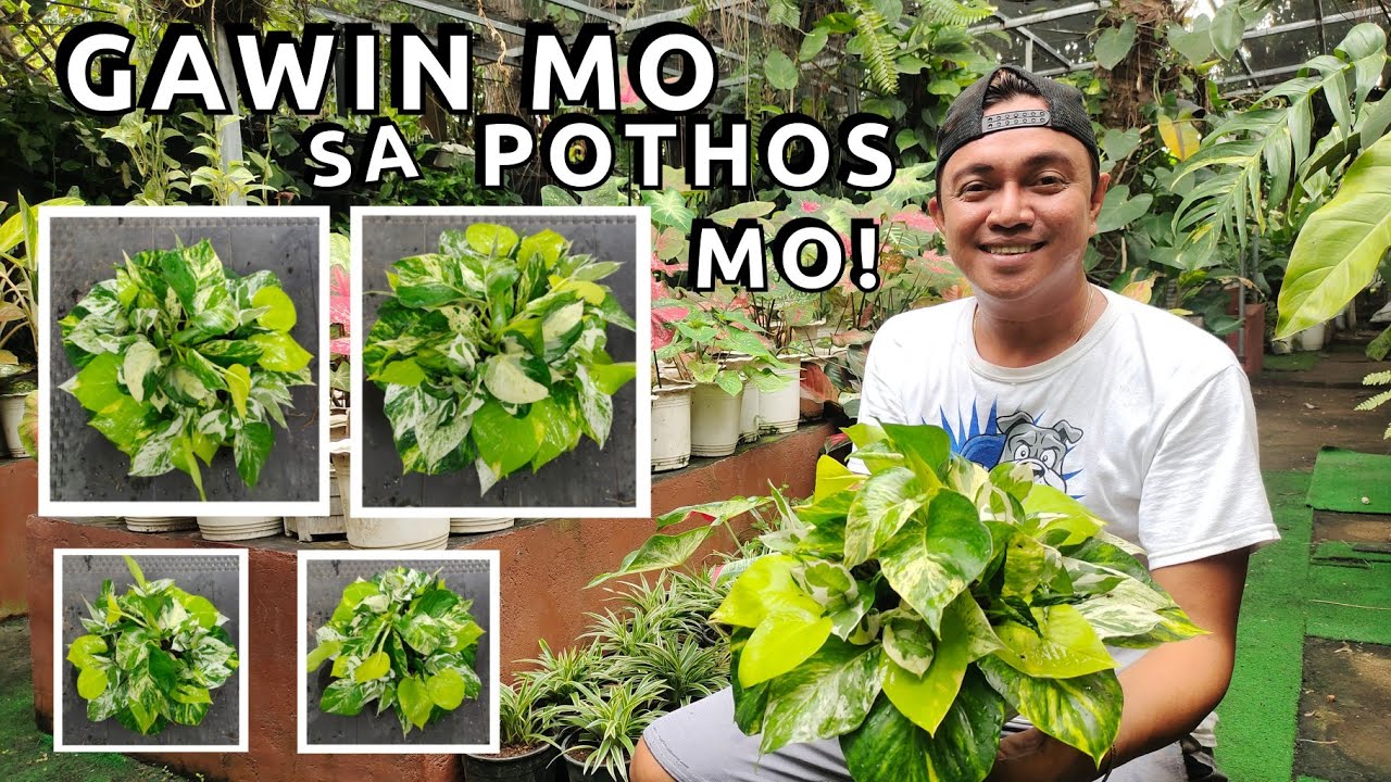 PLANT CENTERPIECE IDEAS USING DIFFERENT VARIETIES OF POTHOS (MONEY ...