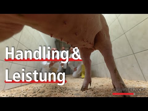 Handling & Leistung: Unsere Danic-Genetik