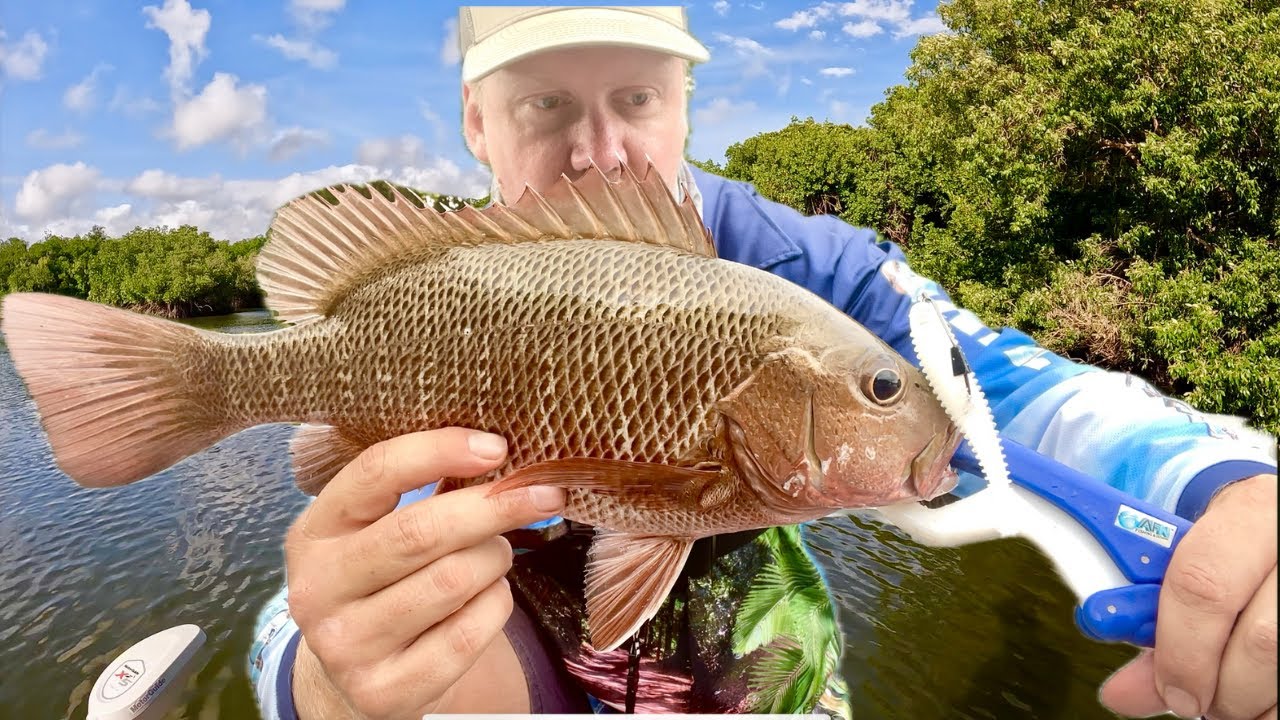 MANGROVE JACK Fishing in Far NORTH AUSTRALIA - YouTube