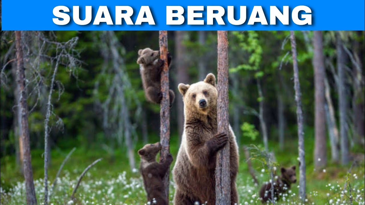 Efek Suara Beruang | Bear Sound Effects - YouTube