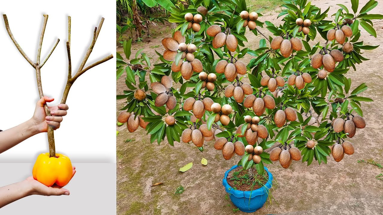 Unique Skill Grafting Sapodilla Tree with Yellow Pepper and Aloe Vera ...