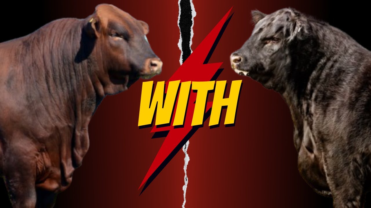 "Crossbreeding Beefmaster with Aberdeen Angus: The Ultimate Livestock ...