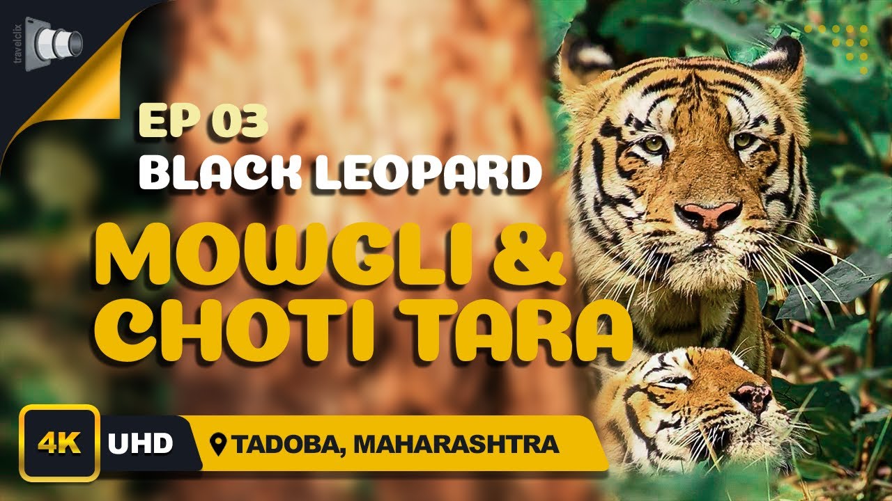 Day 3 - Black Leopard, Mowgali and Choti Tara tiger sighting | Tadoba ...