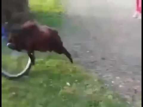 Goat chasing a man - YouTube