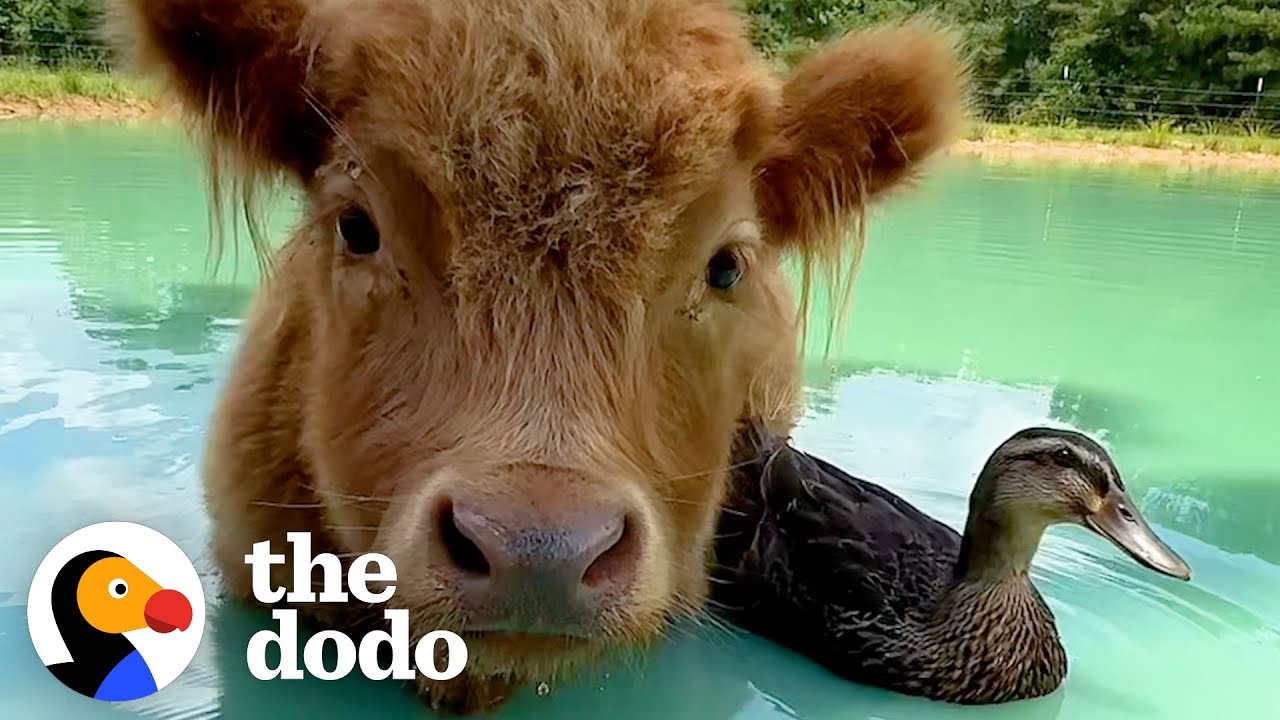 Duck Loves To Go Swimming With Her Favorite Cow | The Dodo - YouTube