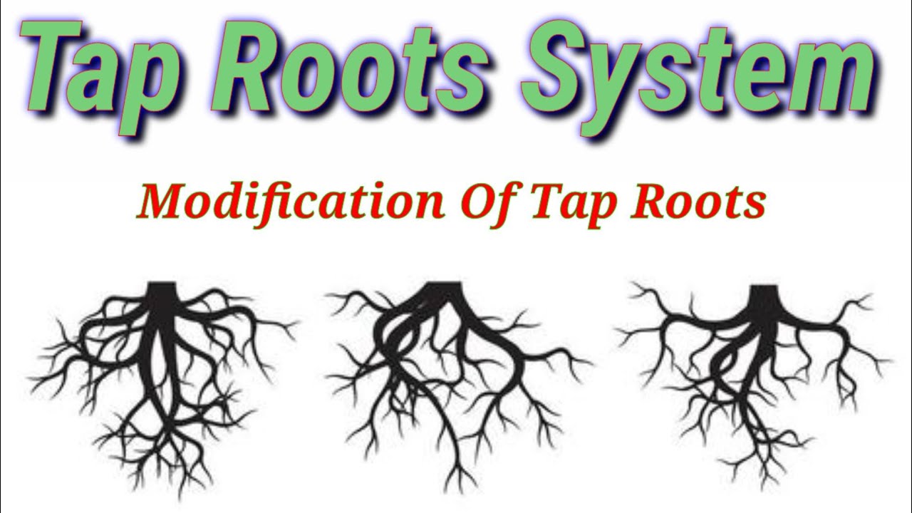 Tap Root And Modification Of Tap Root Lecture 2 In Hindi Urdu YouTube tap-root-and-modification-of-tap-root-lecture-2-in-hindi-urdu-youtube