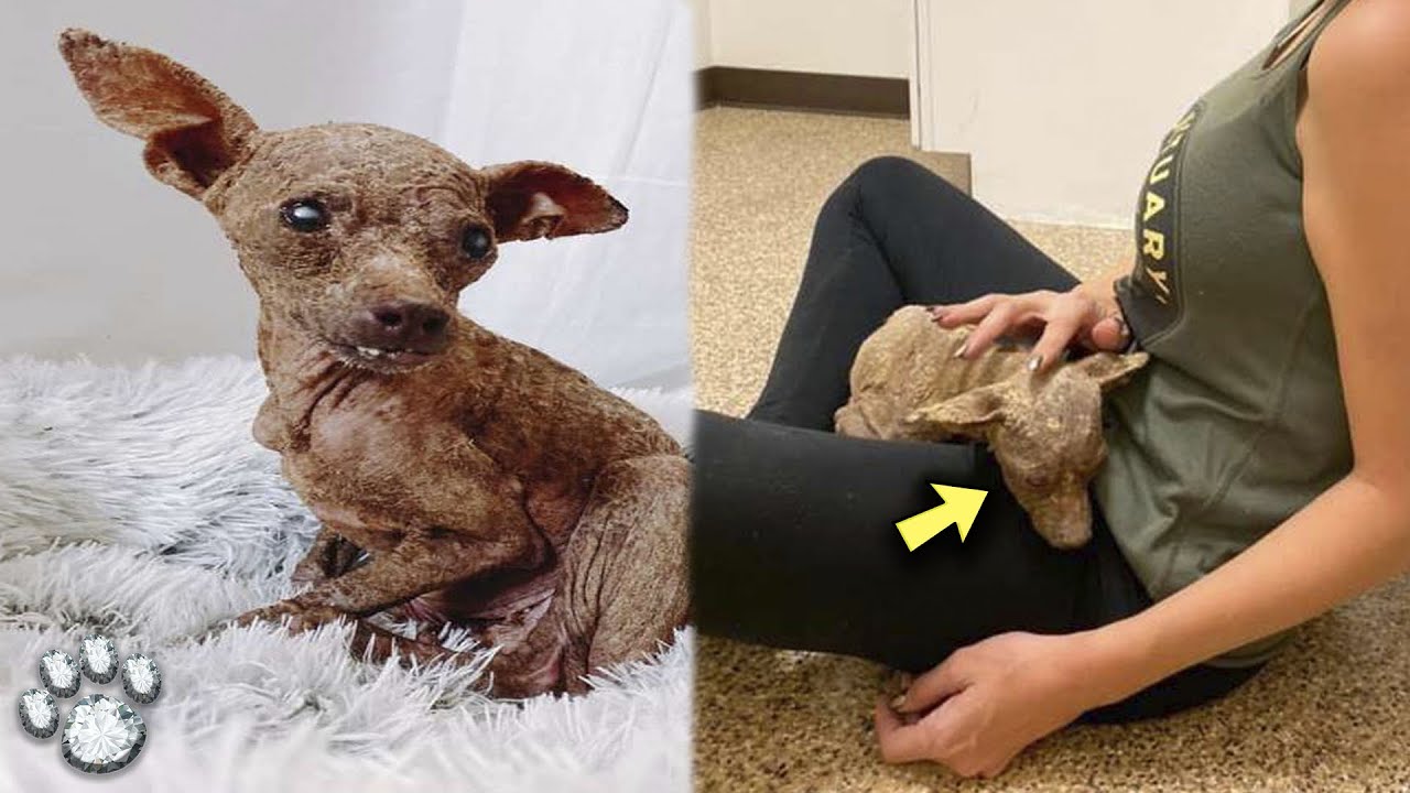 The Fragile Dog was Put On the List to Be Put to Sleep, the Poor Thing ...