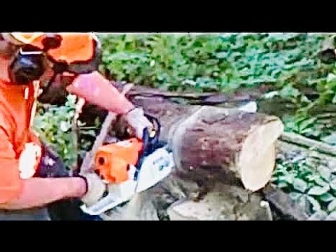 Cutting black locust with Stihl MS 460 - YouTube