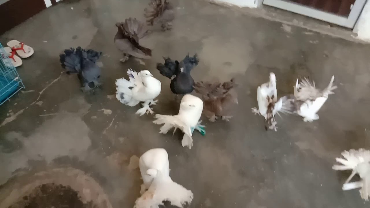 Sale Amritsar Kabootar Birds Indian Fantail 7531000786 - YouTube