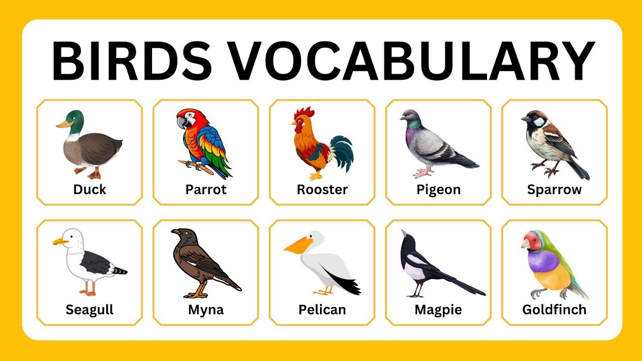 Birds Vocabulary | Birds Name In English With Pictures | Learn Bird ...