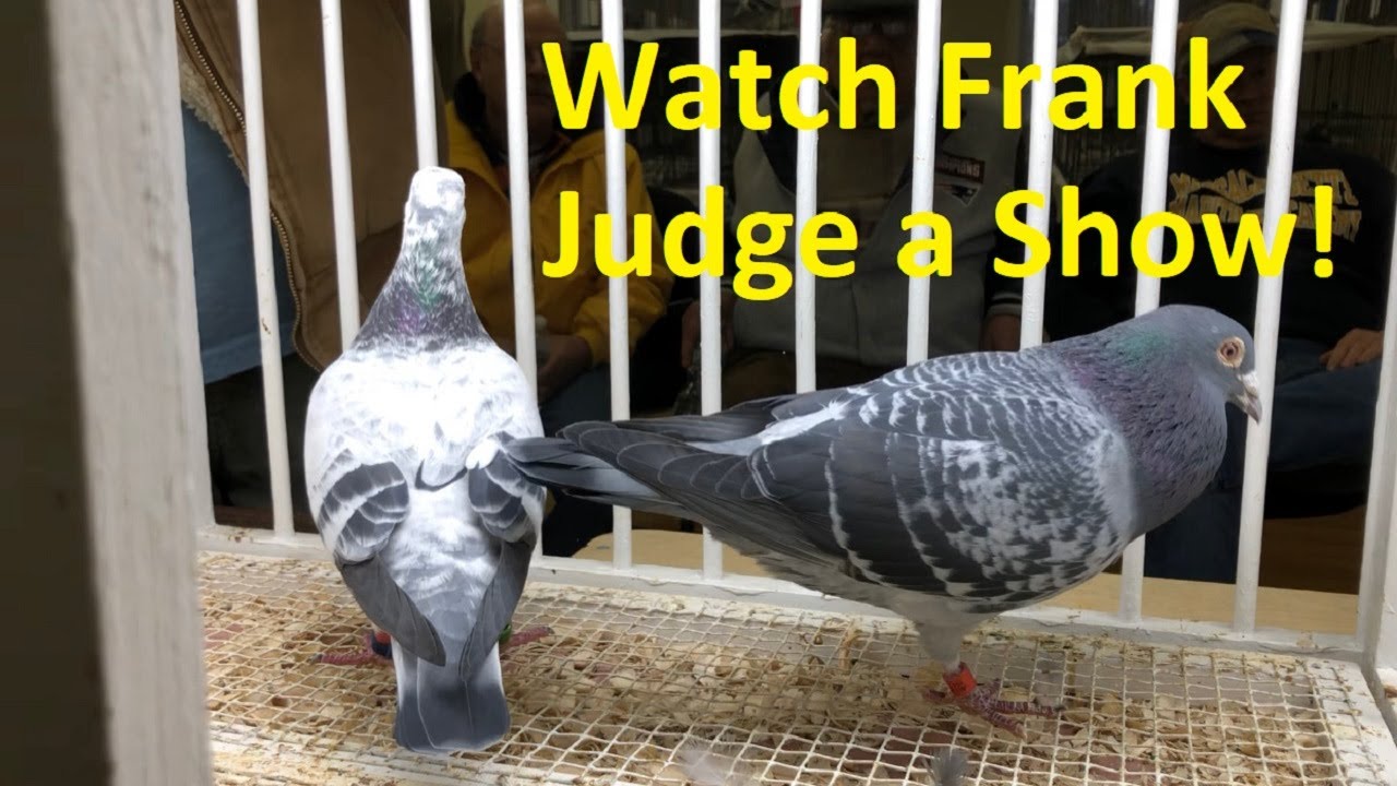 Frank Judges Pigeon Show with Pointers! - YouTube
