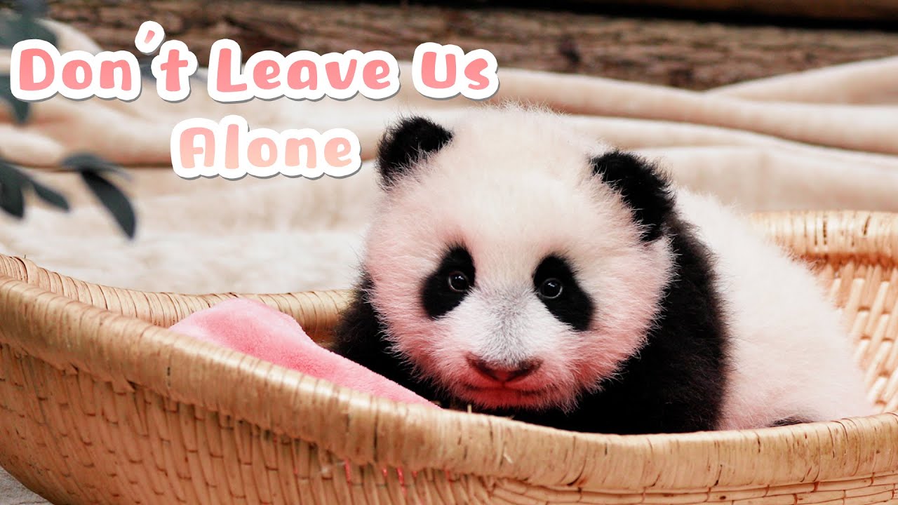 Anyone Wants To Accompany Us To Sleep? | iPanda - YouTube