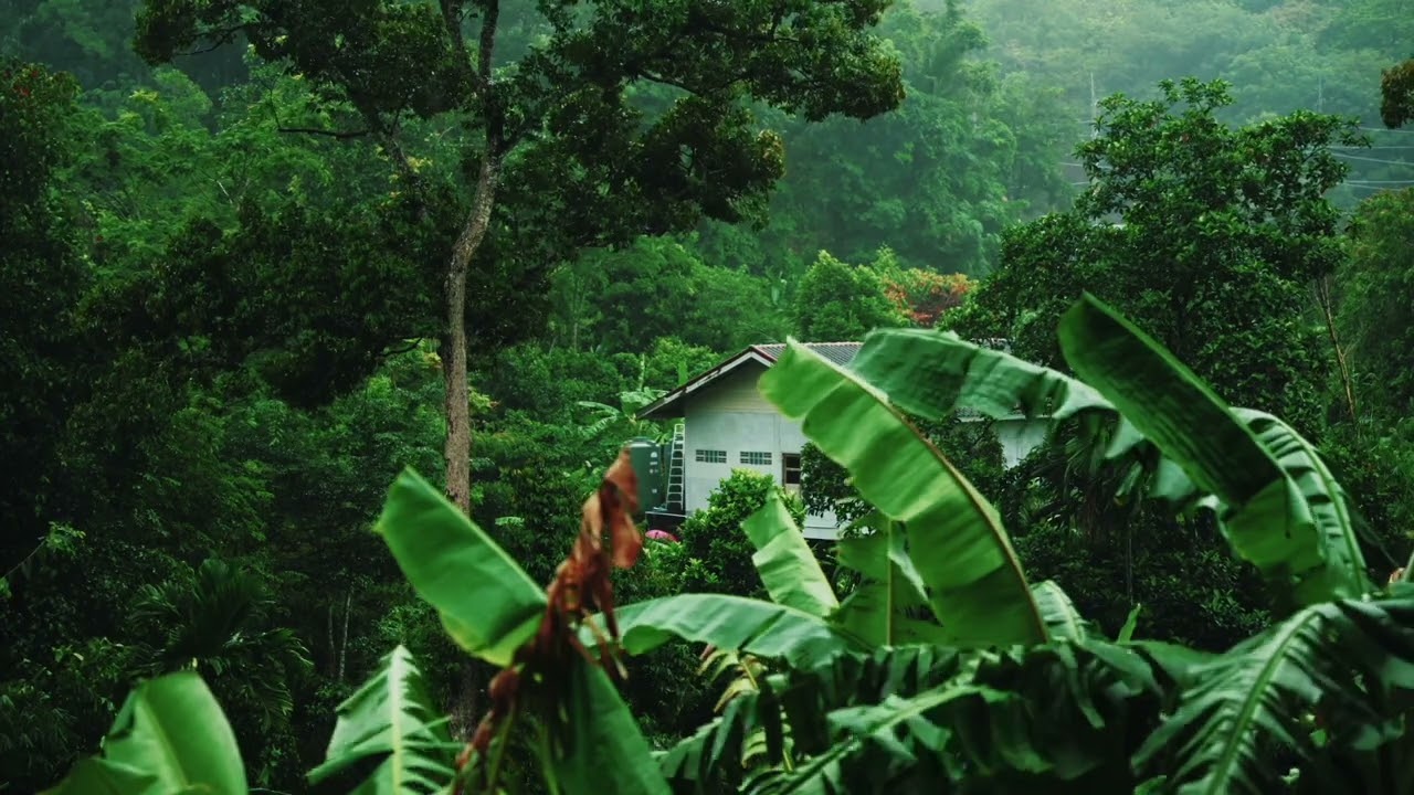 Heavy rain, hut and banana trees - YouTube