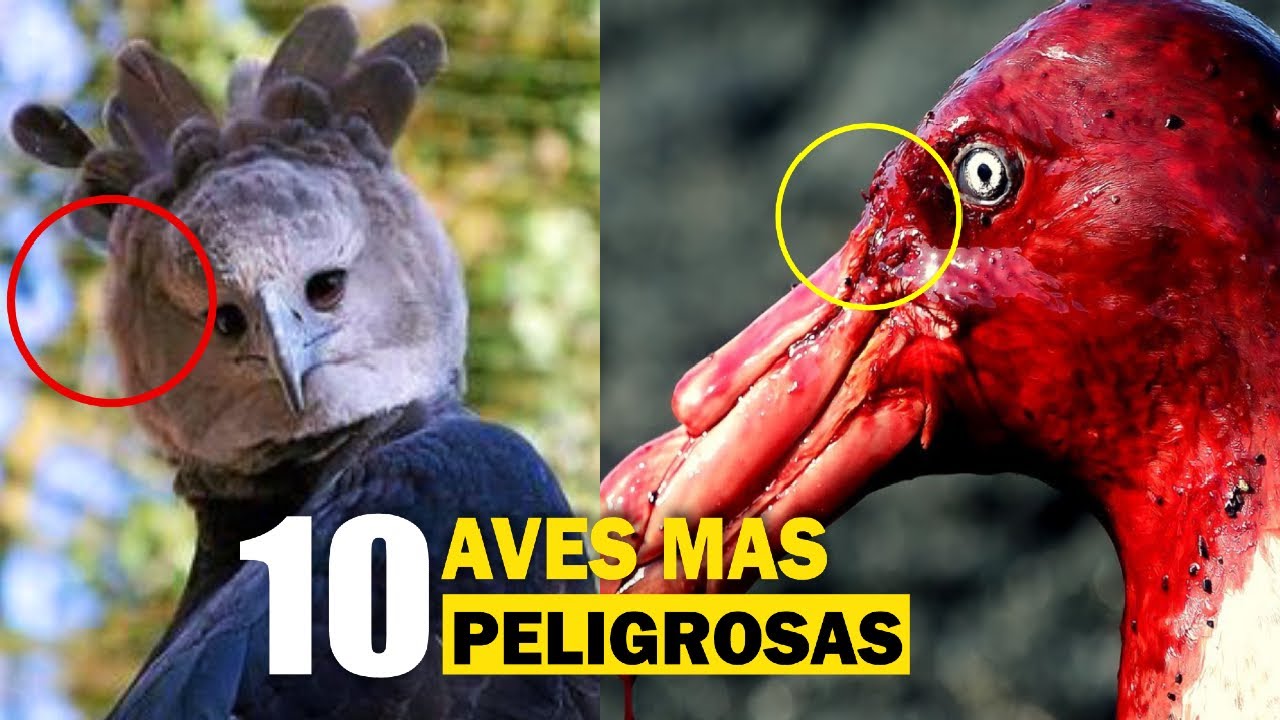 ESTAS SON LAS AVES MAS VENENOSAS DEL MUNDO - YouTube
