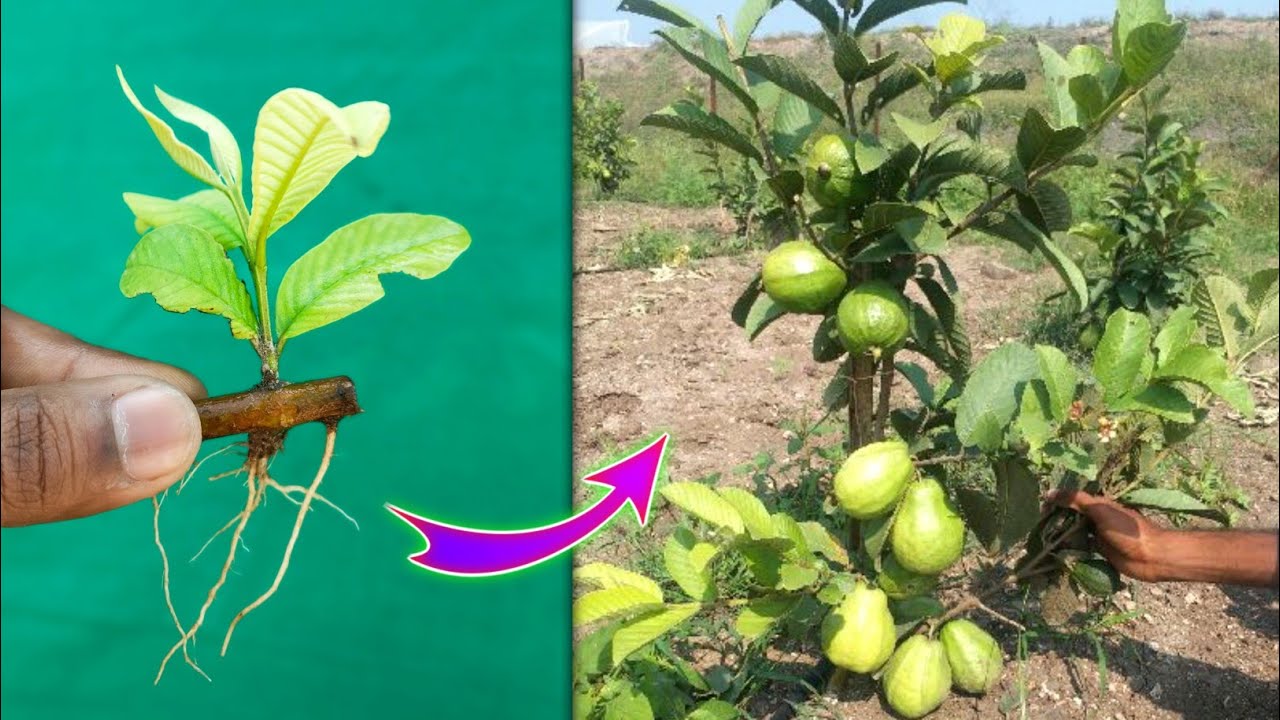 Unique technique grow guava tree from guava cutting - YouTube
