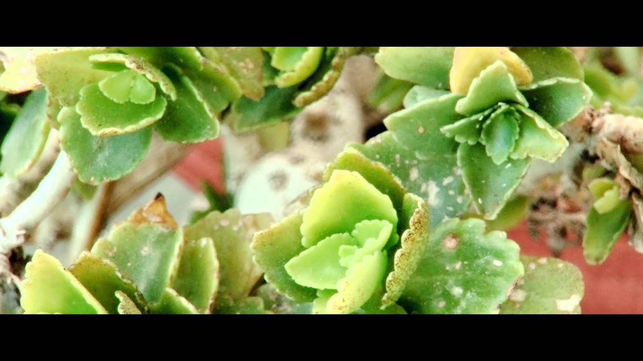 Home-cinematic video (Film look) - YouTube