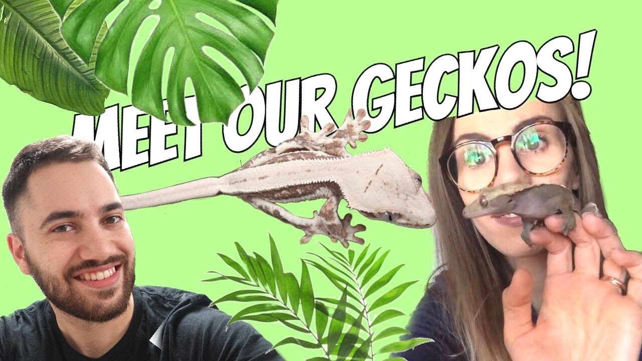 Crested Geckos ft. Tarantula Kat (MEET OUR GECKOS) - YouTube