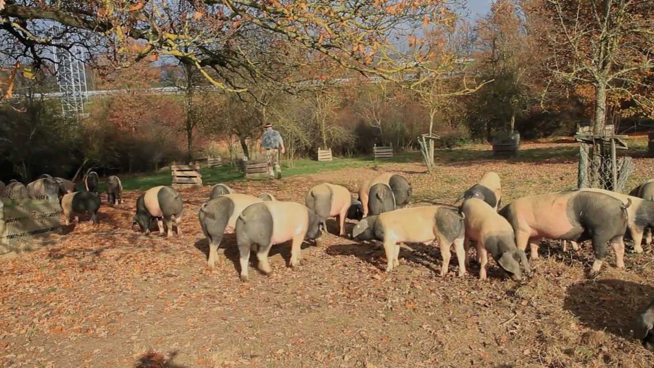 Die Maultasche - Maultaschen - Produktion - YouTube