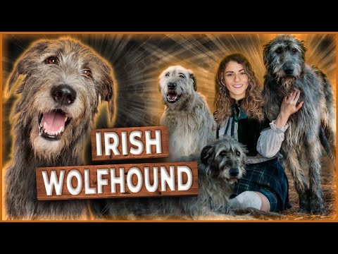 IRISH WOLFHOUND - A MAIOR RAÇA DE CACHORRO DO MUNDO!!!! - Tudo sobre a raça  #irishwolfhound