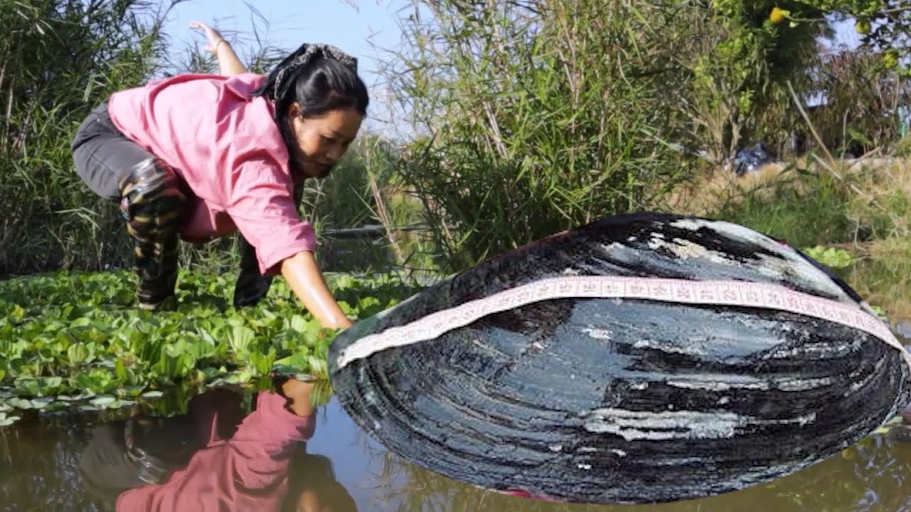 Opening clams, picking the pearl king, the girl is picking 600 year old ...