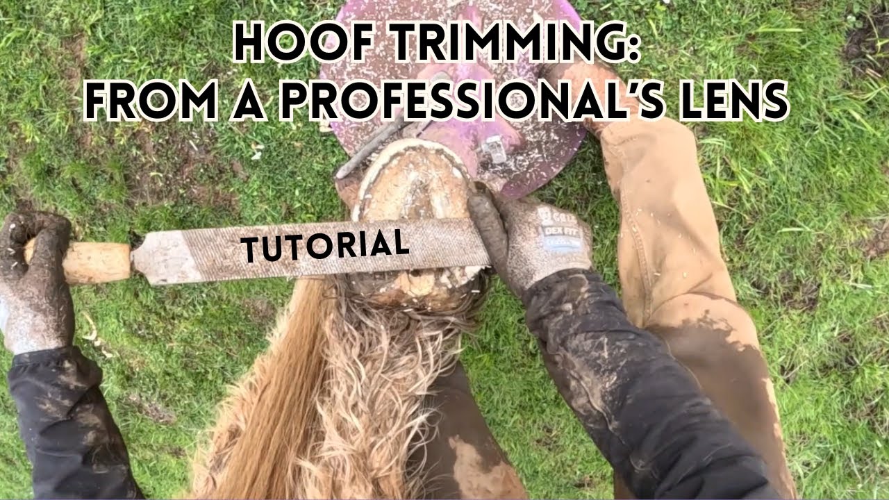 Maintaining Horse Hooves | Hoof Trim Process - YouTube