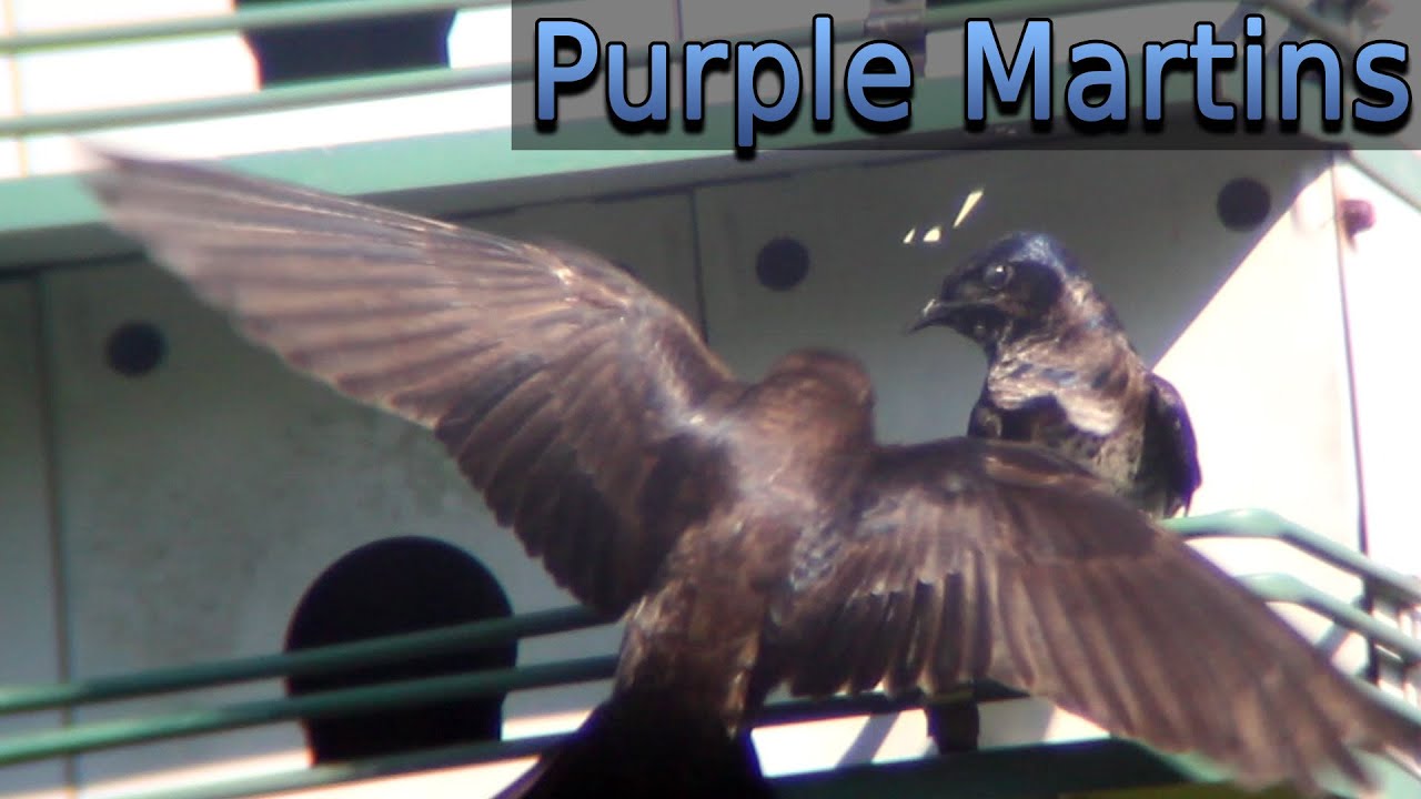 Purple Martins nest box - YouTube