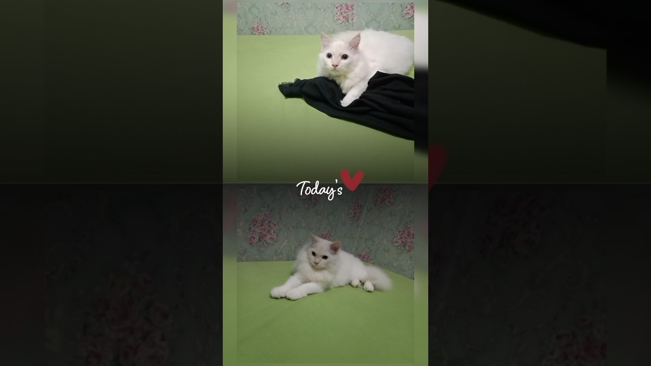 today's 😜😻😹🌿🩷musa#cat #videoshorts #fypシ - YouTube