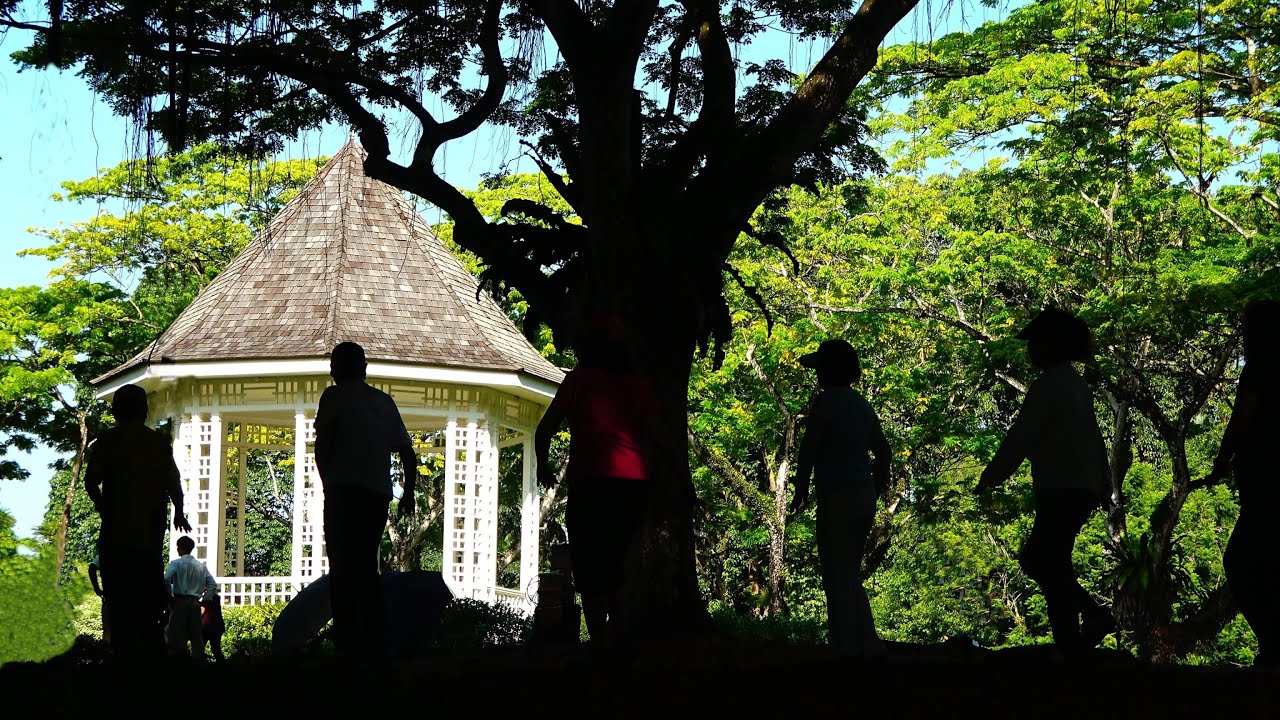 Singapore botanic garden morning exercises - YouTube