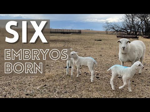 100% of our Australian White Embryos Took | 4 Ewe Lambs & 2 Rams with ...